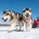 Levi: 2 km Thrilling Husky Sled Ride - Meeting the Huskies