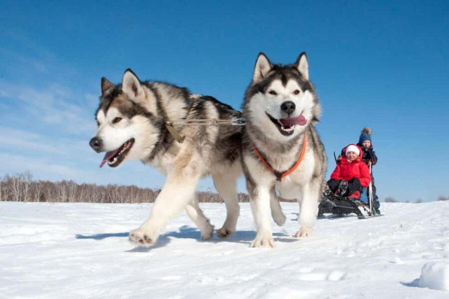 Levi: 2 km Thrilling Husky Sled Ride - Meeting the Huskies