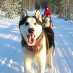 Levi: 5 Km Husky Sledding Ride in Levi - Detailed Review: What to Expect and Why It Matters