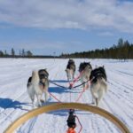 Levi: 5km Self-Driven Husky Sledge Safari - What Makes This Tour Unique