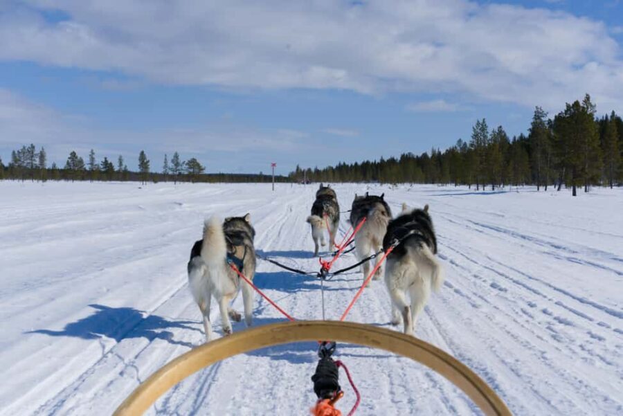 Levi: 5km Self-Driven Husky Sledge Safari - What Makes This Tour Unique