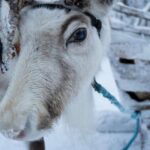 Levi: Reindeer and Husky Taster - Final Thoughts