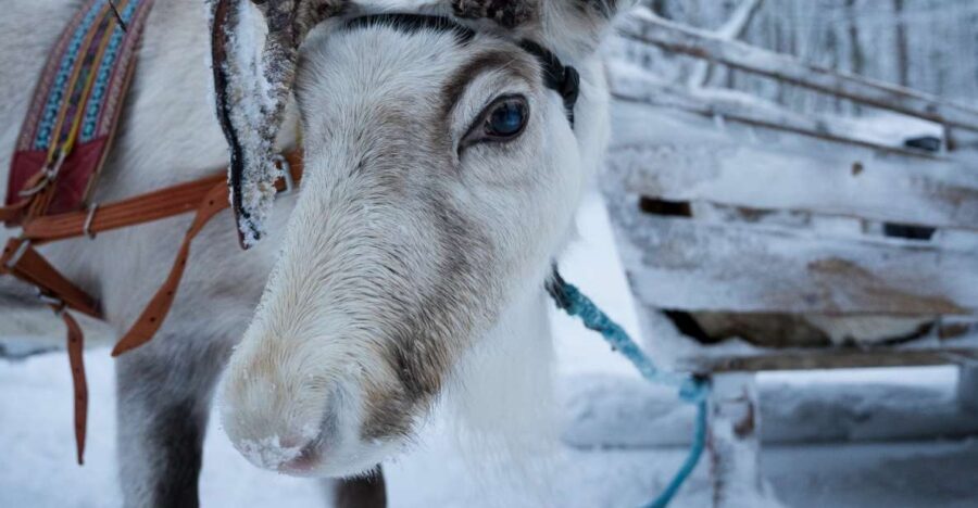 Levi: Reindeer and Husky Taster - Final Thoughts