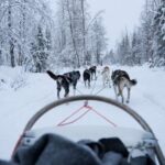 Levi: Self-Drive Guided Husky Tour - What to Expect on the Husky Safari