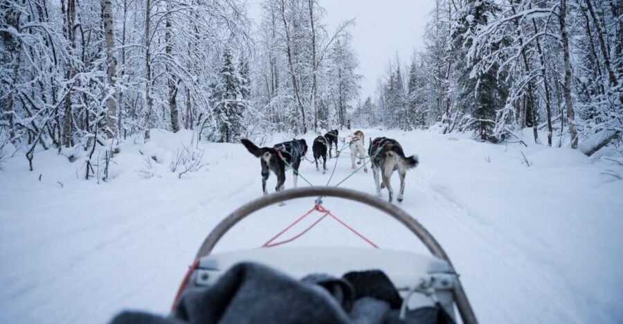 Levi: Self-Drive Guided Husky Tour - What to Expect on the Husky Safari