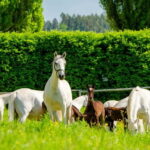 Lipizzaner Stud Piber: Guided Tour - The Experience in Context