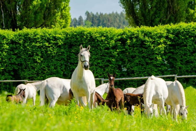 Lipizzaner Stud Piber: Guided Tour - The Experience in Context