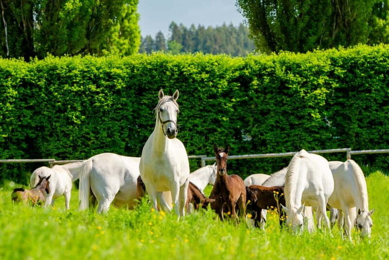 Lipizzaner Stud Piber: Guided Tour - The Experience in Context