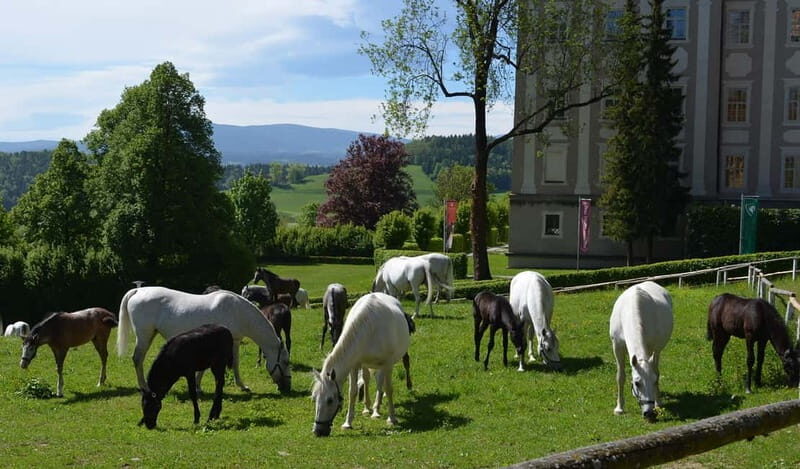 Lipizzaner Stud Piber: Independent Visit - Why This Tour Works for You