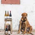 Lisbon: A journey through Portugal By the Glass - The Sum Up