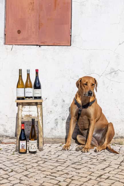 Lisbon: A journey through Portugal By the Glass - The Sum Up