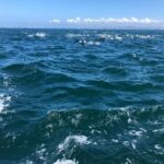 Lisbon: Ocean Safari with Marine Biologists - Analyzing Value and Practicalities
