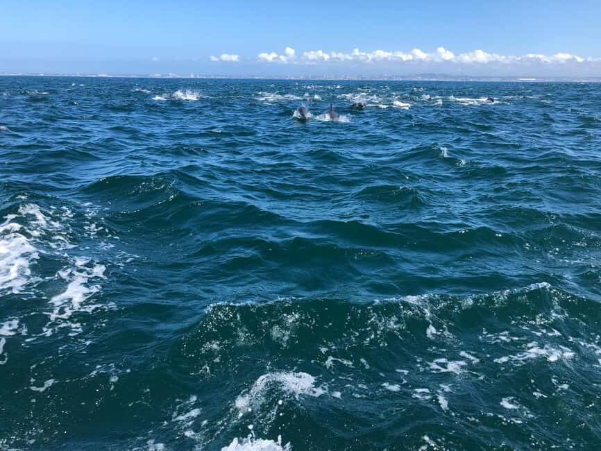 Lisbon: Ocean Safari with Marine Biologists - Analyzing Value and Practicalities