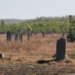 Litchfield National Park Day Tour & Berry Springs, Max 11 Guests - Authentic Traveller Experiences & Feedback