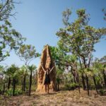 Litchfield National Park Tour with Wetlands or Crocodile Cruise - Who Should Consider This Tour?