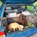 Ljubljana: Istria Truffle Hunting Tour with Local Hunters - The Itinerary: A Step-by-Step Breakdown