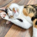 London Cat Cafe: Cat Lounge Entry Ticket - What Makes the Environment Special?