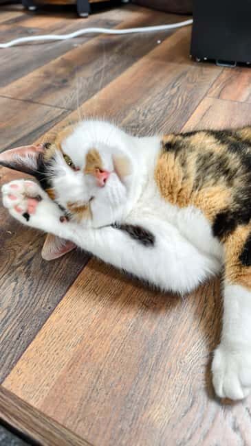 London Cat Cafe: Cat Lounge Entry Ticket - What Makes the Environment Special?