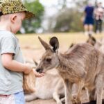 Lone Pine Koala Sanctuary Day Pass - Why This Experience Works for Different Travelers