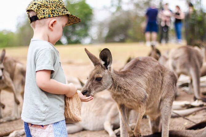 Lone Pine Koala Sanctuary Day Pass - Why This Experience Works for Different Travelers