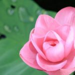 LookAbout Darwin, Wetlands & Wildlife Premium Tour - Max 6 Guests - Who Will Love This Tour?