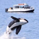 Lopez Island: Whale & Orca Boat Tour - What the Tour Entails: From Boarding to Wildlife Watching