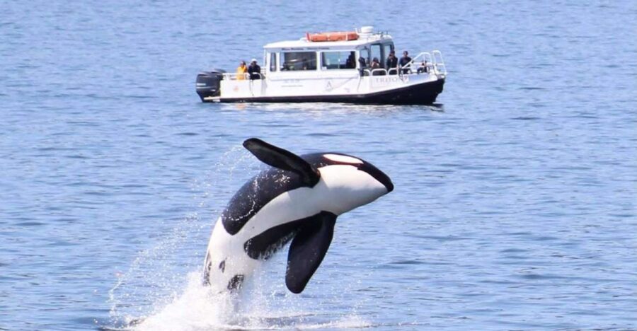Lopez Island: Whale & Orca Boat Tour - What the Tour Entails: From Boarding to Wildlife Watching