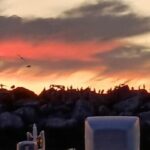 Los Angeles Luxury Cruise w/ Wine, Charcuterie & Sealions - The Value of the Experience