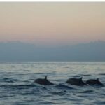 Los Cristianos : Sunset Kayak Safari with Cave & Wildlife - Exploring the Marine Cave