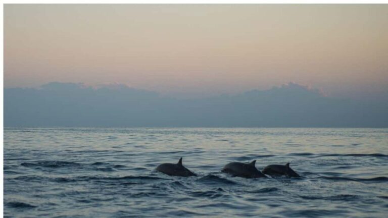 Los Cristianos : Sunset Kayak Safari with Cave & Wildlife - Exploring the Marine Cave