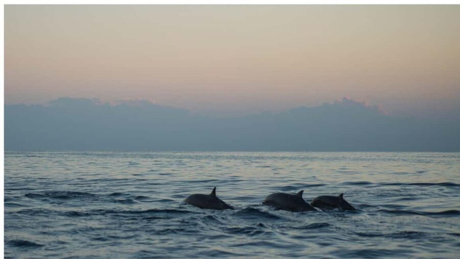 Los Cristianos : Sunset Kayak Safari with Cave & Wildlife - Exploring the Marine Cave