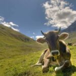 Lucerne: Private day Trip to St. Moritz - What Makes It Stand Out?