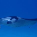 Luxury Full Day Snorkeling - Who Will Love This Tour?