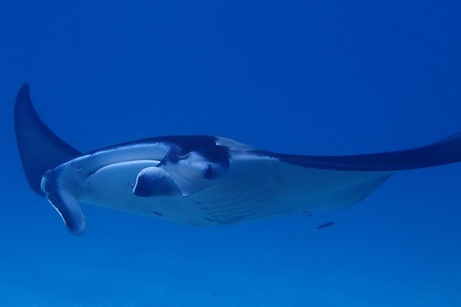 Luxury Full Day Snorkeling - Who Will Love This Tour?