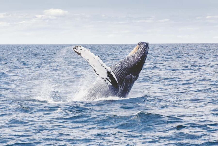 Lyngen: Whale Watching VIP Boat Tour with Lunch - Who Should Consider This Tour?