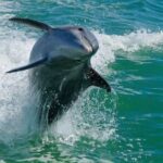 Madeira Beach: Egmont Key Snorkeling and Dolphin Cruise - The Boat and Crew: Comfort and Expertise