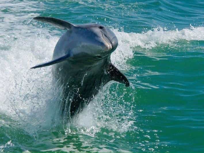 Madeira Beach: Egmont Key Snorkeling and Dolphin Cruise - The Boat and Crew: Comfort and Expertise