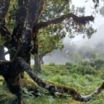 Madeira: Fanal Forest Walk & Meal - A Detailed Look at the Fanal Forest Walk & Meal