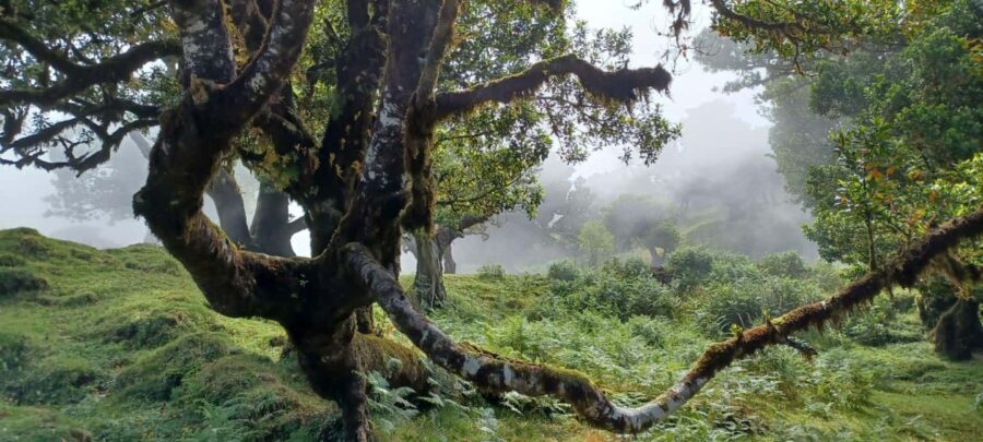 Madeira: Fanal Forest Walk & Meal - A Detailed Look at the Fanal Forest Walk & Meal