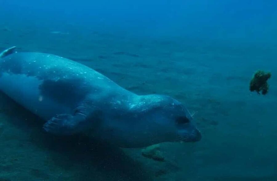 Madeira: Ponta de São Lourenço Shore Dive (certified divers) - Who will enjoy this experience?