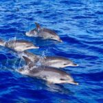 Madeira: Responsible Whales and/or Dolphins Watching Tour - Who Would Love This Tour?
