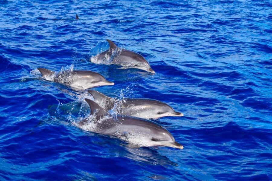 Madeira: Responsible Whales and/or Dolphins Watching Tour - Who Would Love This Tour?