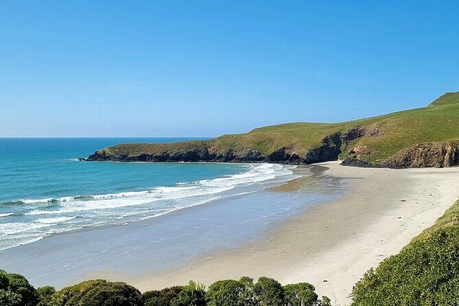 Mainland Peninsula Tour - Otago Peninsula Eco Restoration & Penguin Place