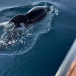 Makarska:Private halfday boat tour,Hvar,blue Cave or Brac - Detailed Breakdown of the Itinerary