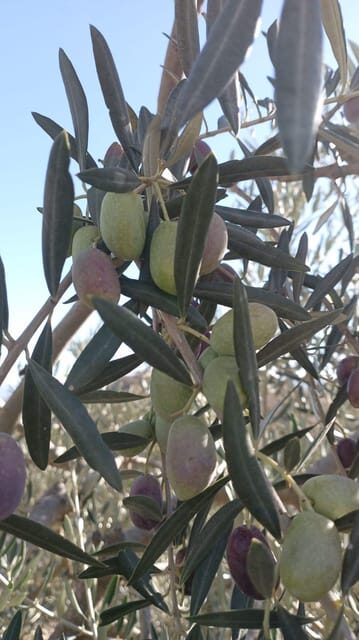 Malaga: Olive Harvesting and Olive Oil Experience - Who Should Consider This Experience?