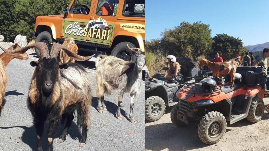 Malia: Off-Road Quad Safari Tour with Lunch and Transfers - Who Should Consider This Tour?