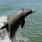 Marco Island: 2-Hour Dolphin, Birding, and Shelling Tour - What to Expect on the Tour