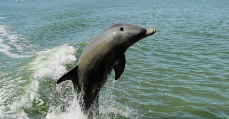 Marco Island: 2-Hour Dolphin, Birding, and Shelling Tour - What to Expect on the Tour