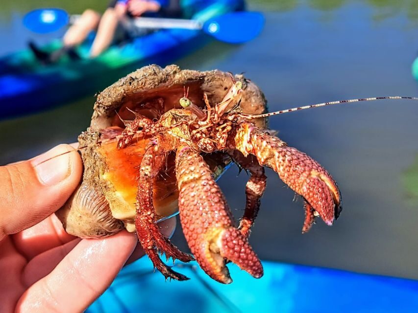 Marco Island: Kayak Mangrove Ecotour in Rookery Bay Reserve - Value and Practical Considerations