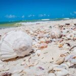Marco Island: Shelling and Sightseeing Boat Cruise - Final Thoughts: Who Should Consider This Tour?
